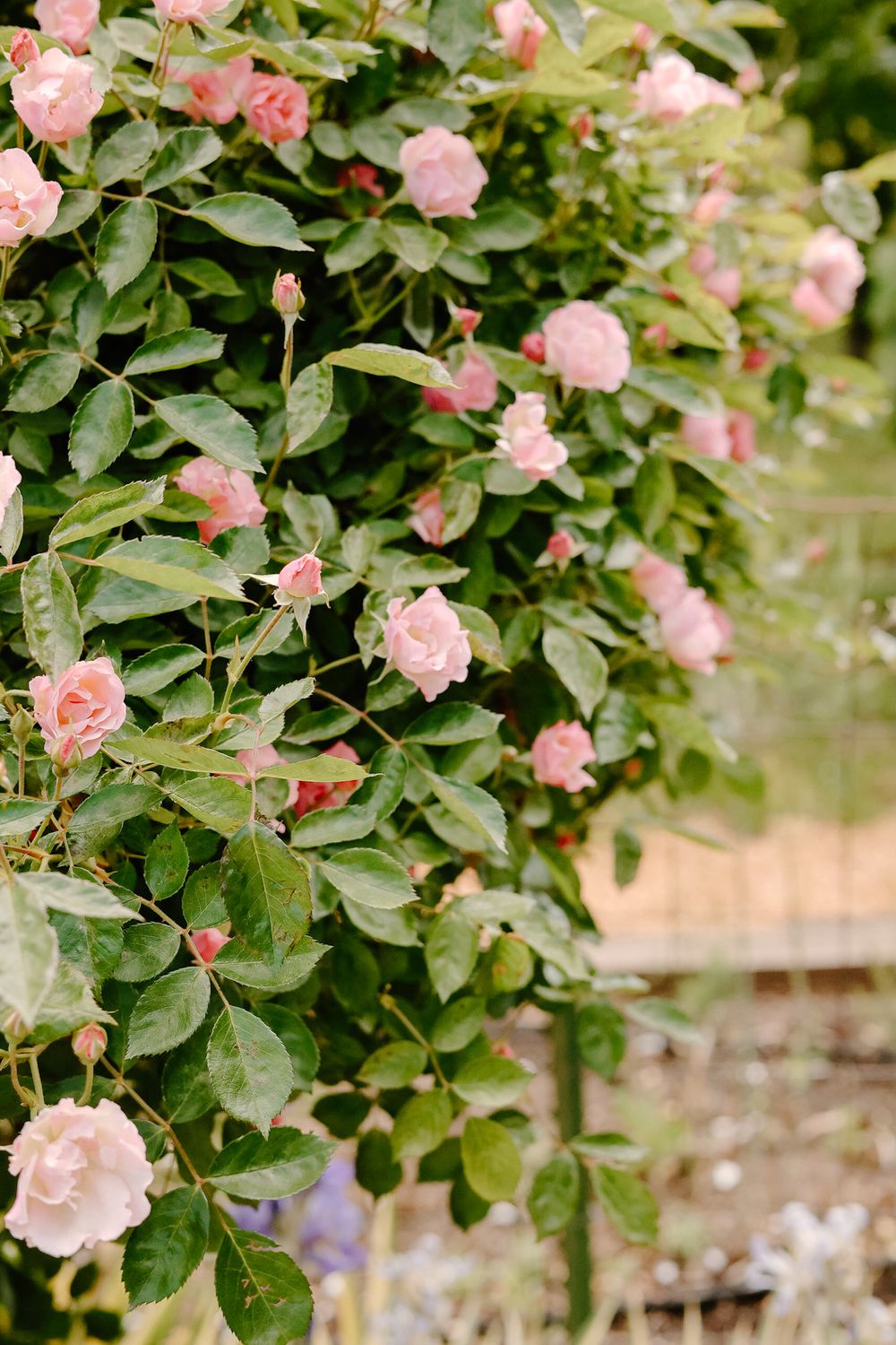 Sungate Place - Stevie Faye Photography