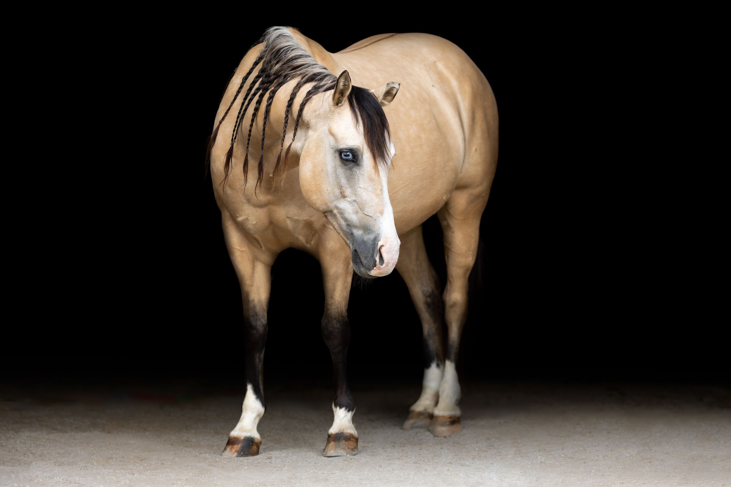 Sammy | Buckskin Gelding with Flair - Amber Helm Photography ...