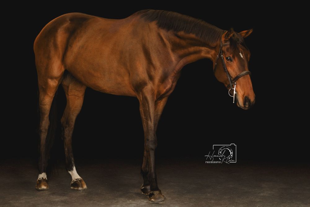 Optimizing Equine Sales: Professional Photography, Videography, and ...