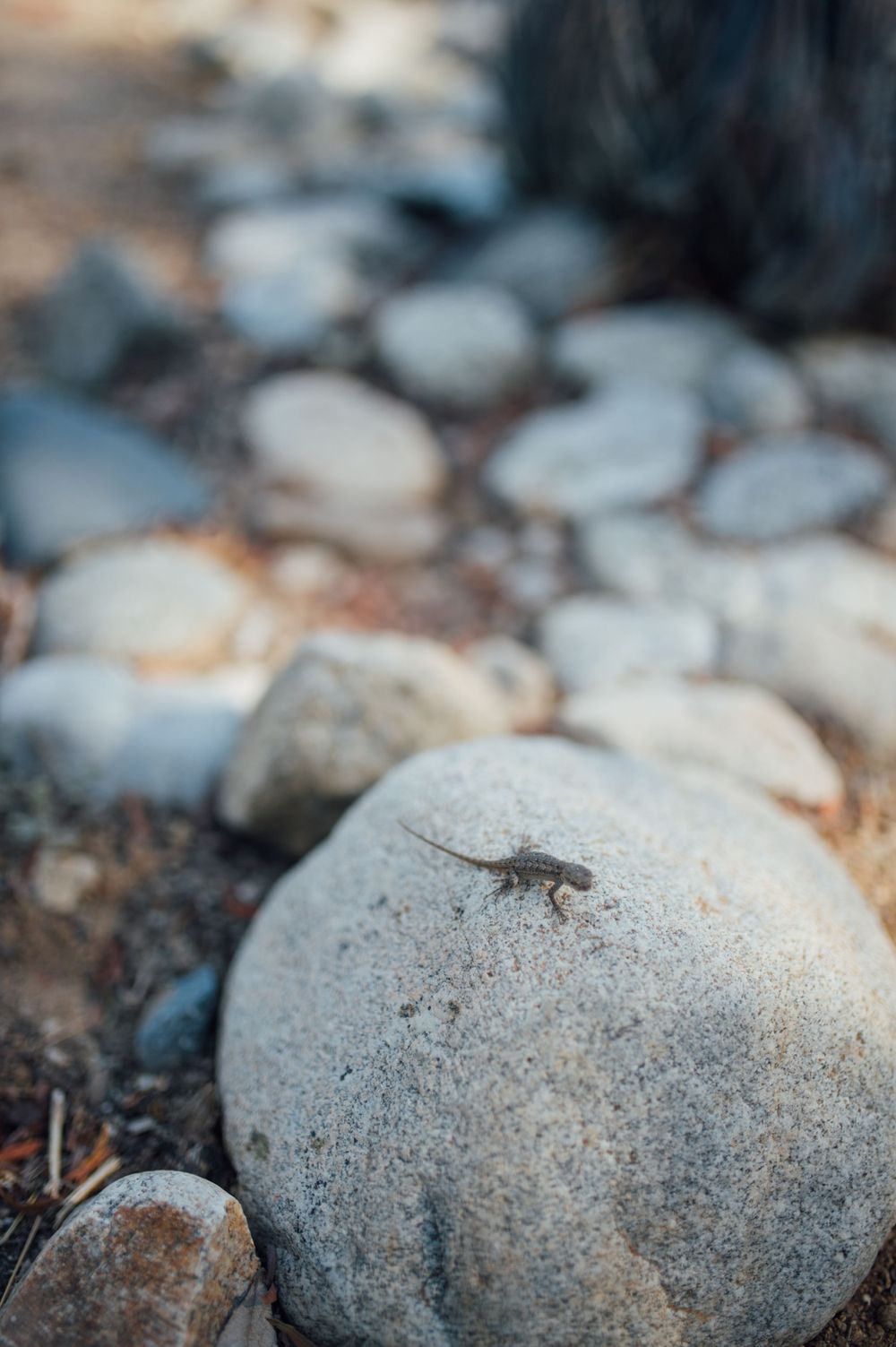 Backyard Wedding | Natalie + Nathan - KWON PHOTO