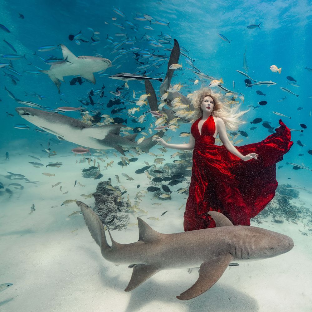 Diving into Conservation with Shark Angels: Capturing Beauty and Grace ...