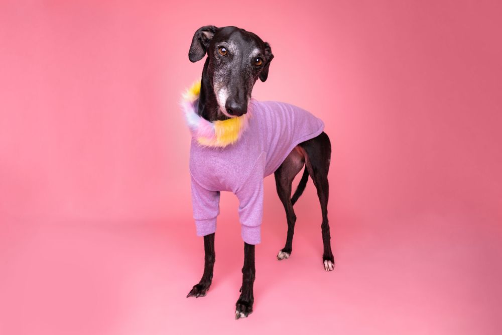 Unleashing Style: The Art of Doggy Fashion for Photoshoots - Perth dog ...