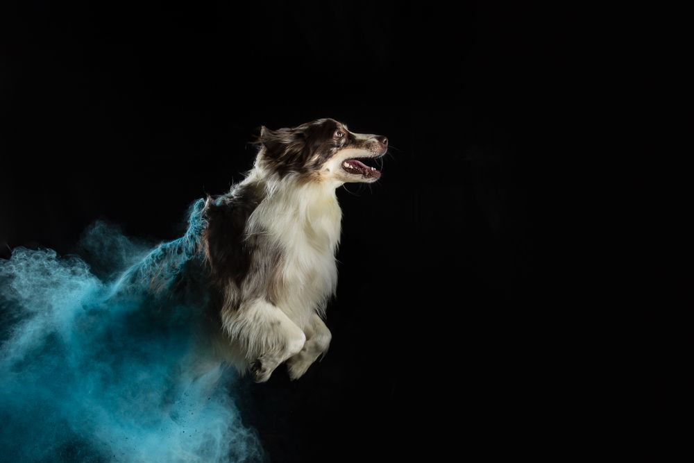 Holi powder action! - Wyldwood Photography