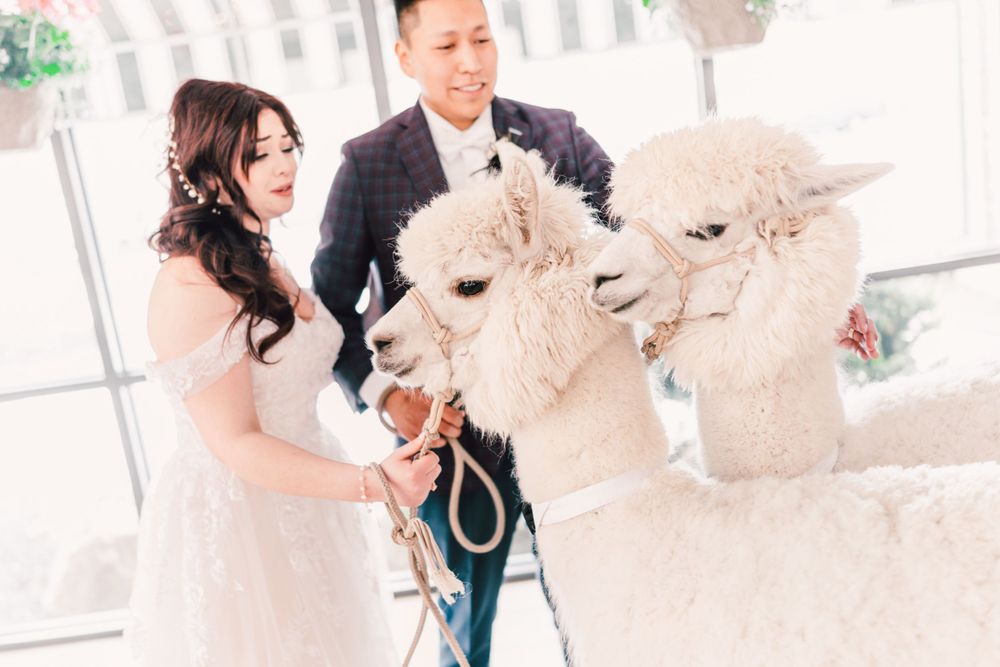 Jessica + Roddy Alpaca Wedding - Peppergrass Ranch