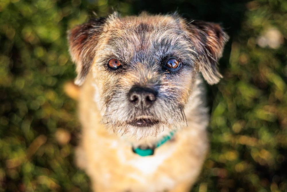 Isla at the beach - Dogs in Focus Phototography