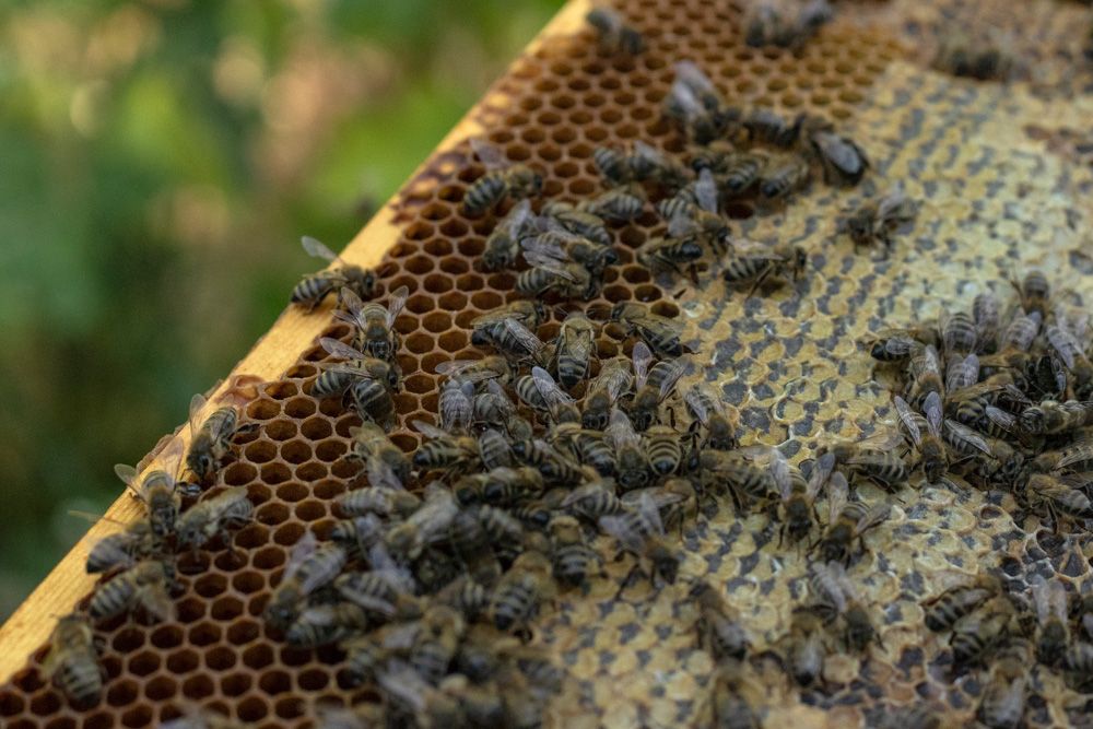 The Best Croissant In London - Three Pod Studio