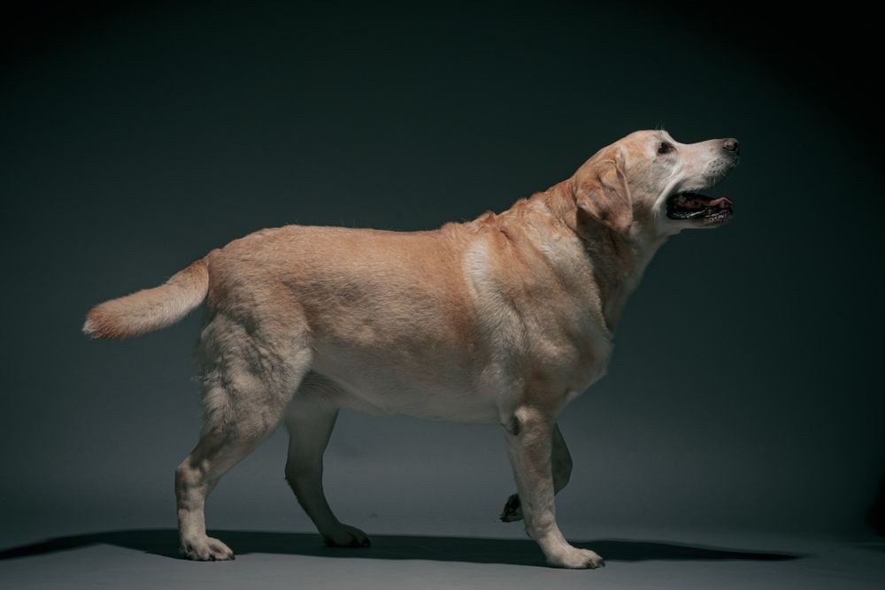 Darcy & Bella - The House of Dogs, Pet Photography not just for dogs.