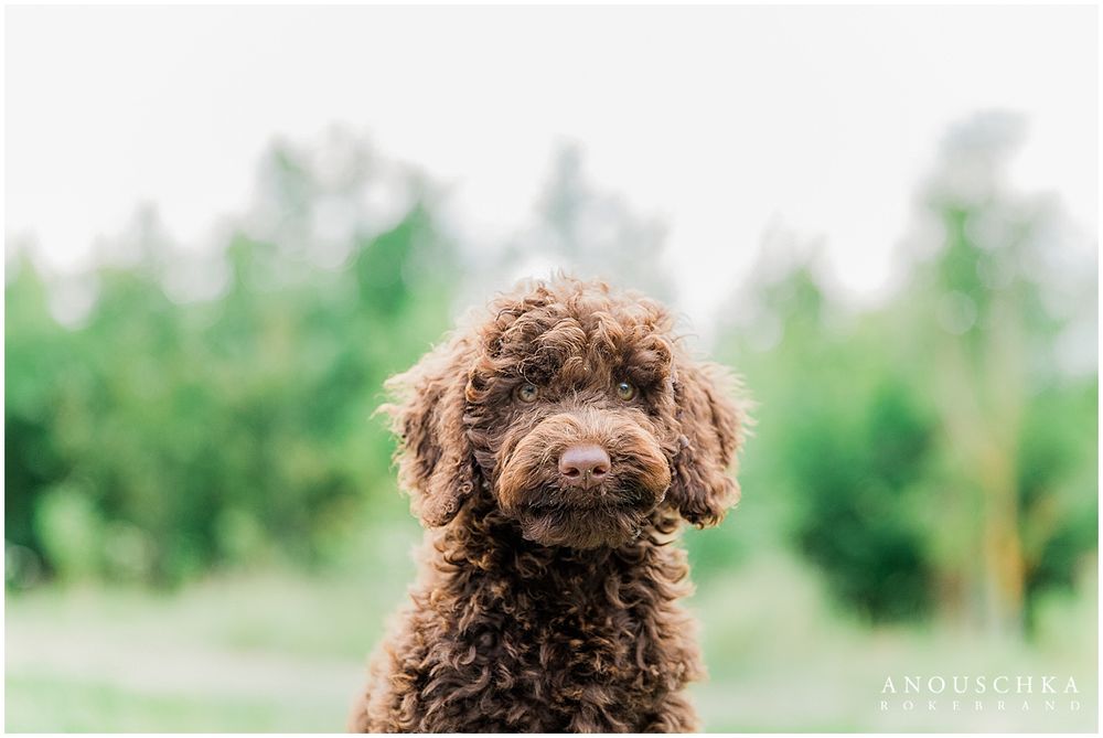 James: dog portraits - Equine, dog & wedding photographer Tucson Arizona