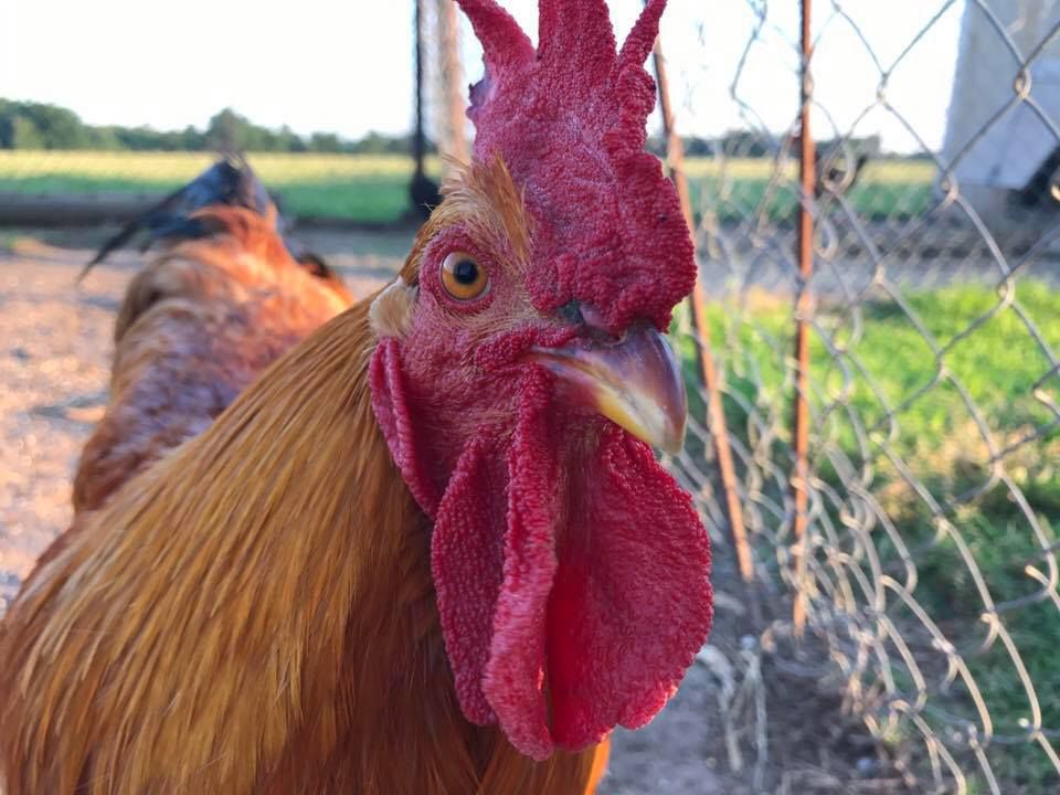 Run in With a Rooster - Kari Barrett Photography