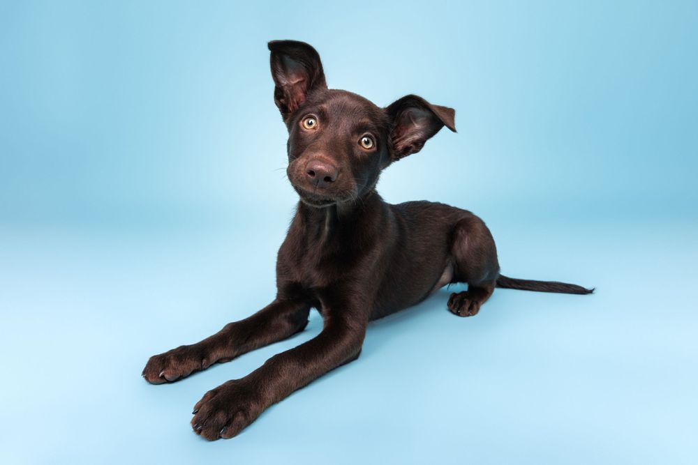 Your Guide to Welcoming a New Puppy: Tips for New Puppy Parents - Perth ...