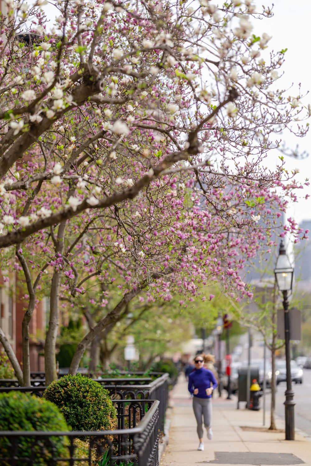 Spring in Boston - Thuy Buonocore Photography