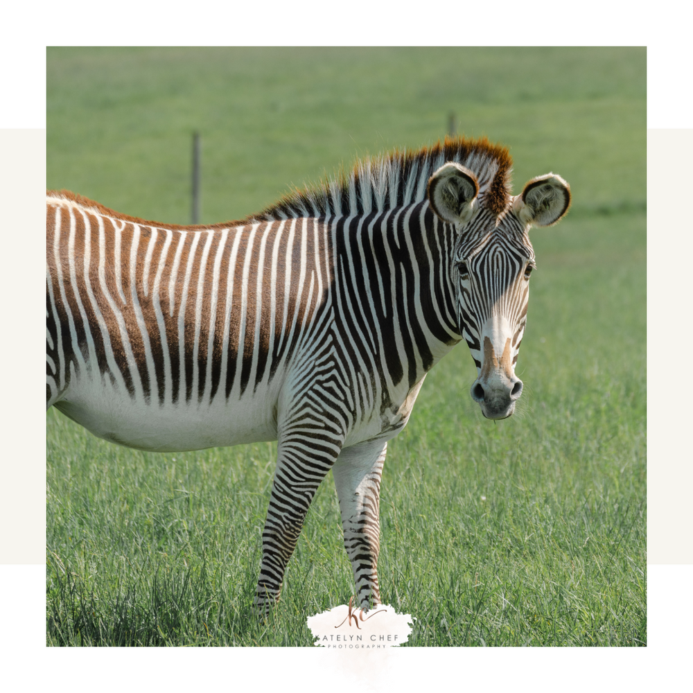 Photographing The Wilds - Katelyn Chef