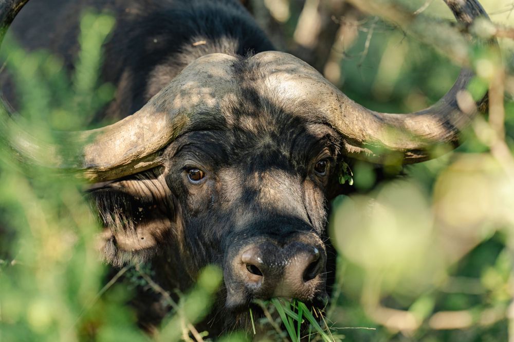 Shamwari July 2022 - The Safari Guy