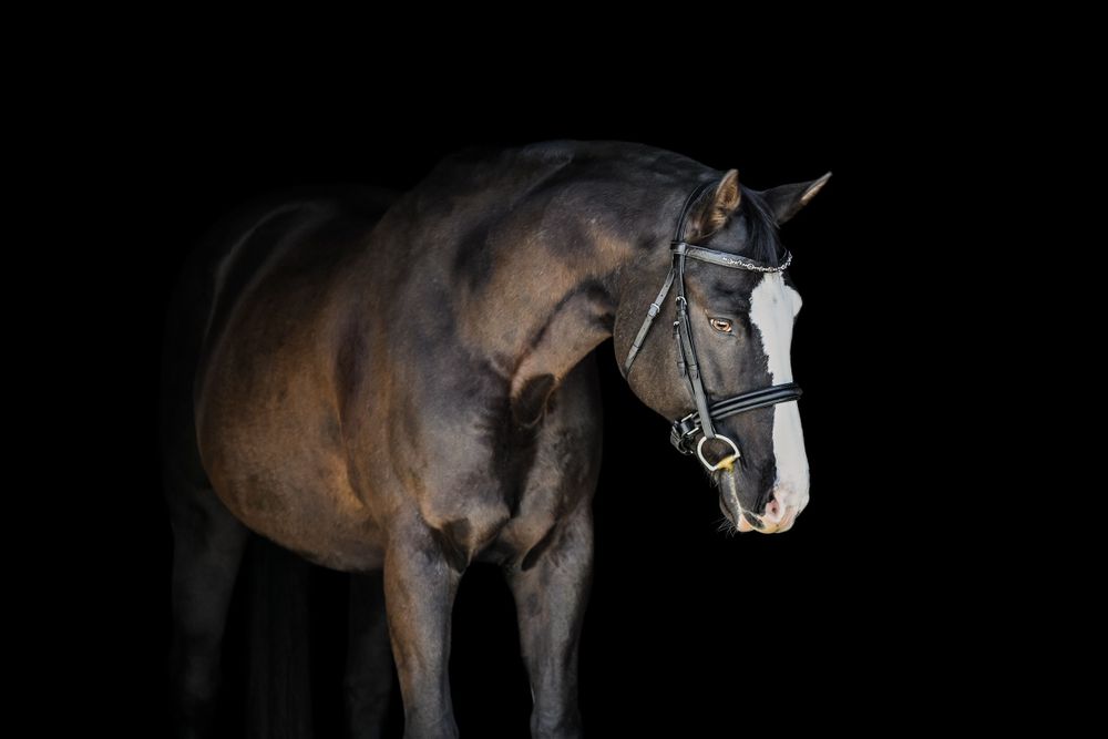 Siege | Black Background Horse Portraits | Rochester, NY - Buffalo, WNY ...