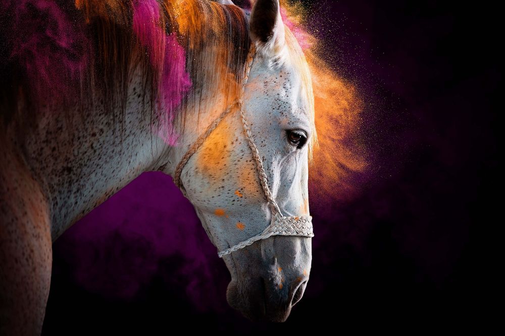 Powder Project - HORSES!! - Lindsay M Johnson Studios