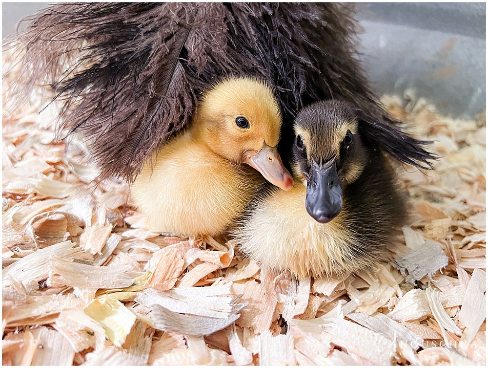Cuteness overload: baby ducks - Equine, dog & wedding photographer ...