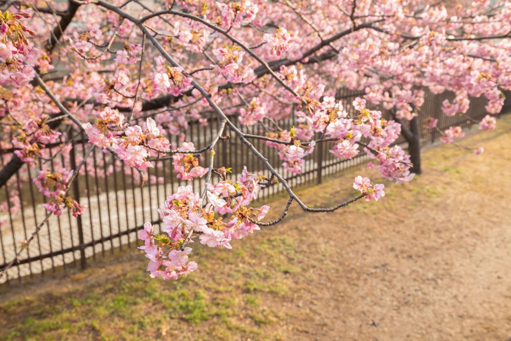 Mini Sakura Session Special! - Michael Calbera