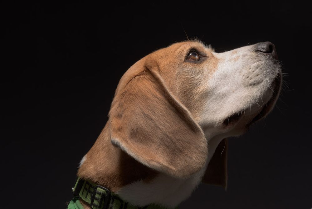 Hunter Animal Rescue 12th Annual Pets Picnic - The House of Dogs, Pet ...