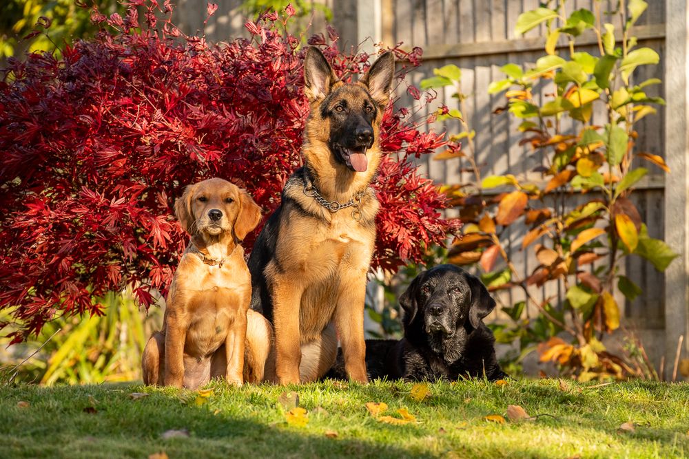 Tessa, Maverick & Luna - Imogen Moon ABIPP - Equine & Dog Photographer ...