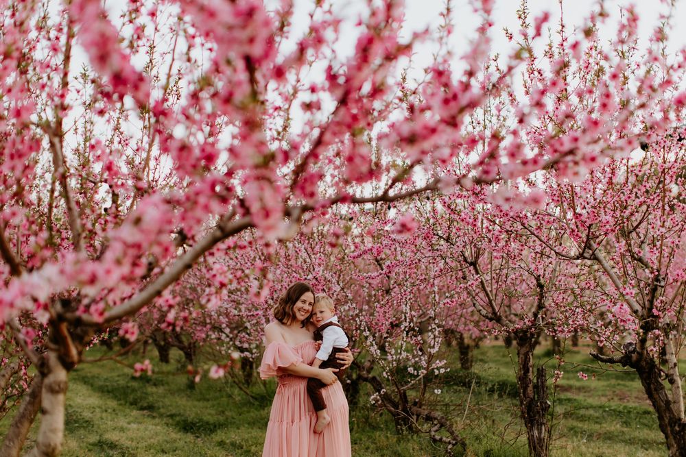 A Sea of Pink: Sydney Blossom Mini Sessions for Families & Mamas ...
