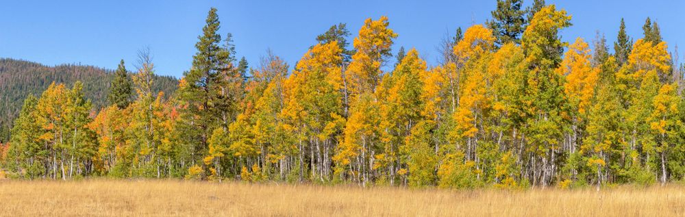Best Aspen and Fall Color Hikes in the Lake Tahoe - Truckee Area - Cindy Tucey Photography