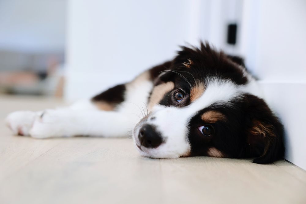 Porter Pup - Brady J Stuart