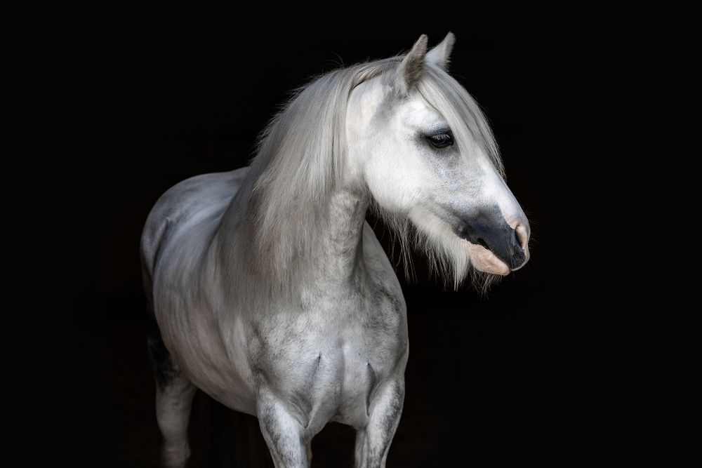 Heste billeder med sort baggrund - Anna Archinger | Horse Photography