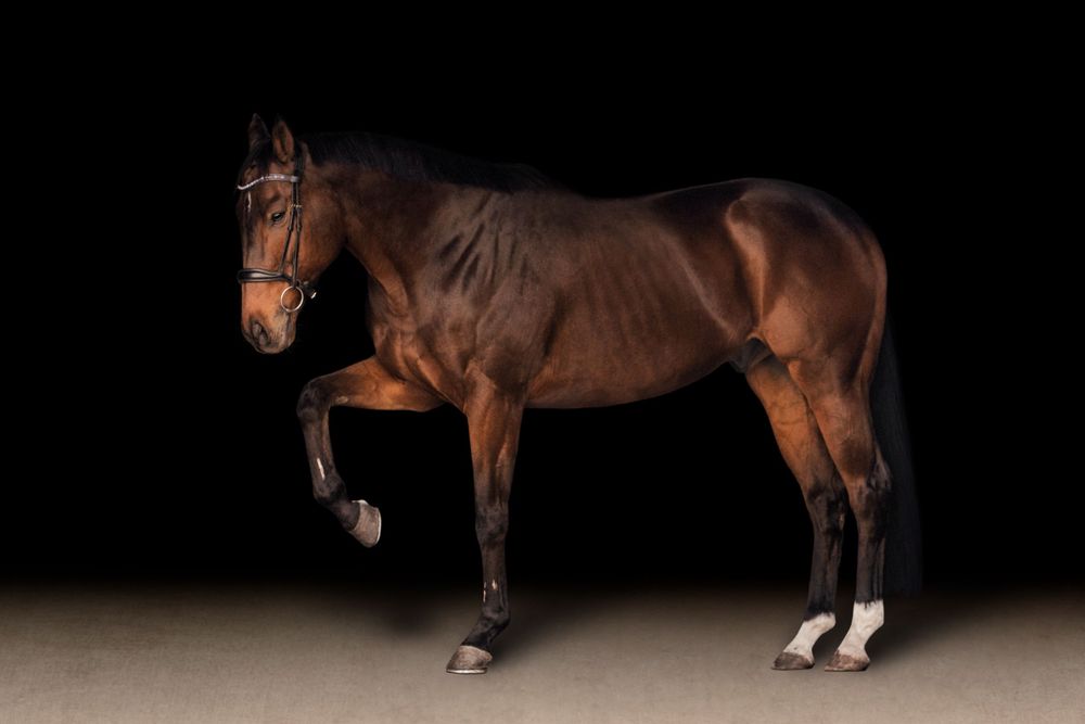 How to Train Your Horse To Model 101 - Julia Miller Photography