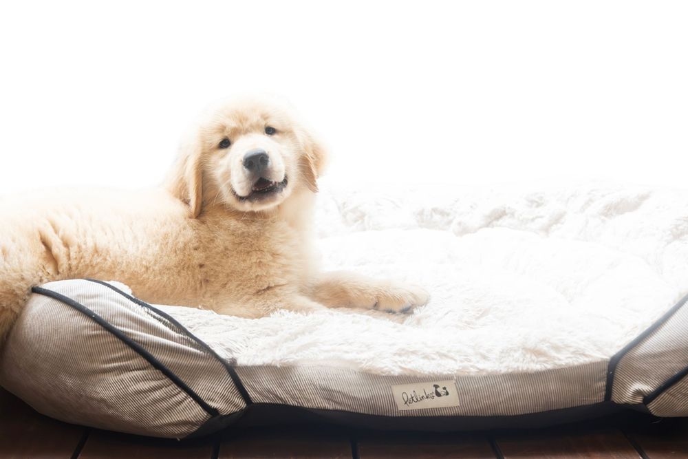 Pet Portrait Perfection: Book the Best Pet Photography in Singapore ...