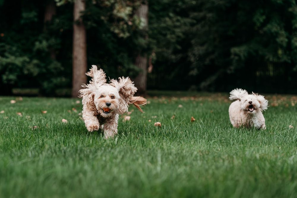 The Cockapoo - Buffalo, NY Dog & Pet Photographer | Tailor Mayde ...