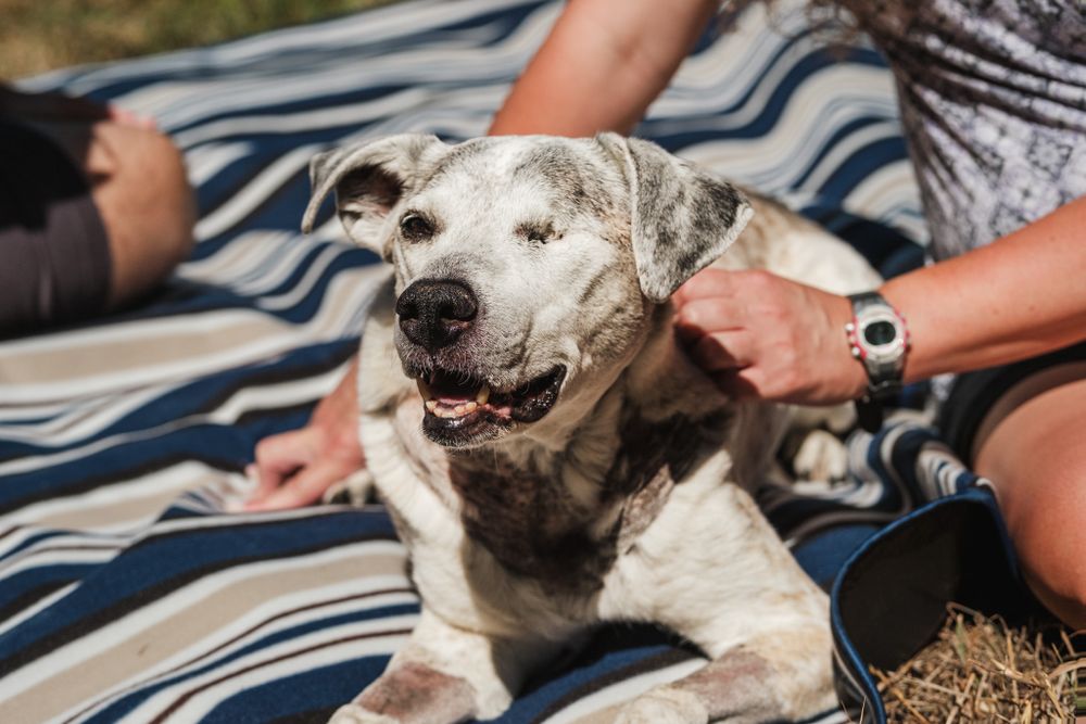 Witnessing Precious Final Moments: A Pet End-of-Life Photography ...
