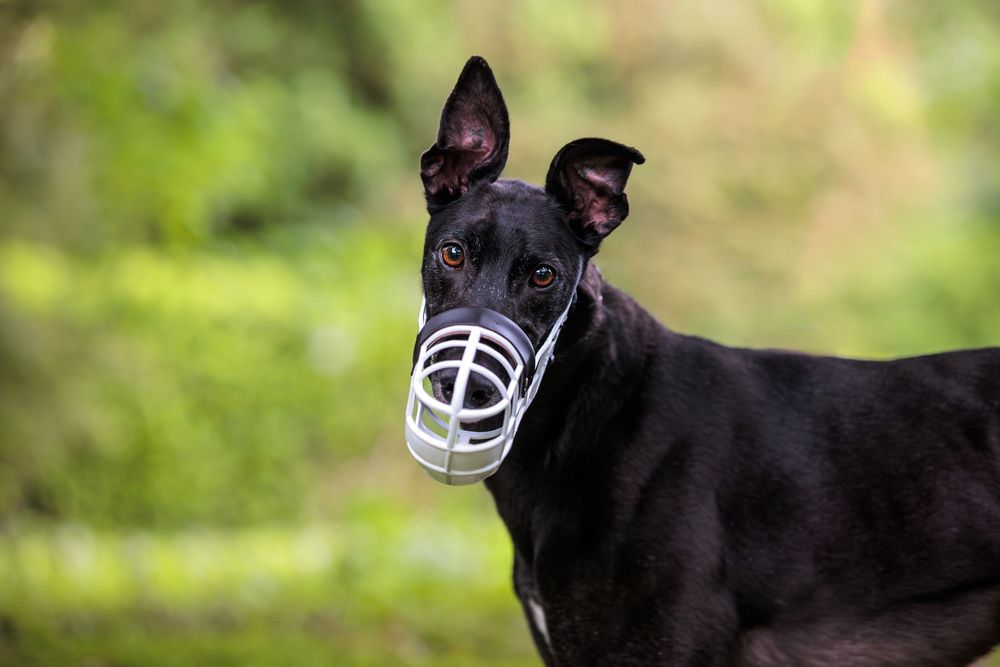 A Sneak Peek into Muzzled and Misunderstood - Dogs in Focus Phototography