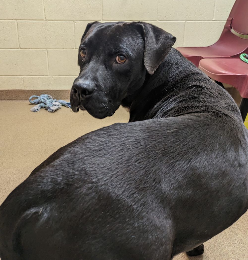 Dog Hoarding - Intentional Walk Pet Services