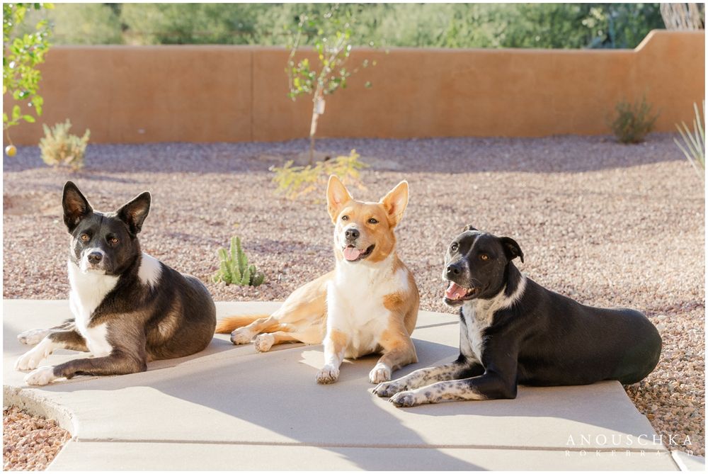 Josephine, Wyatt & Doc: dog portraits - Equine, dog & wedding ...