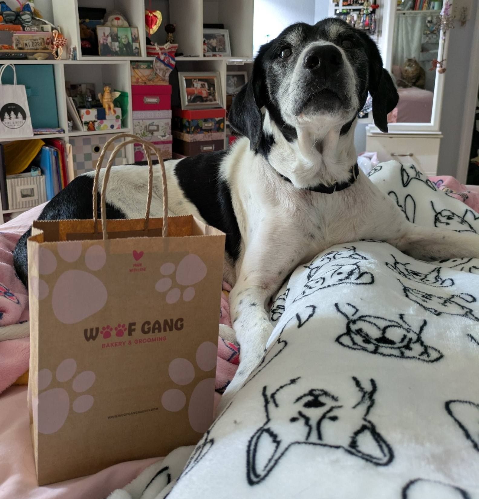 Fostering Buddy - Day 1 - Intentional Walk Pet Services