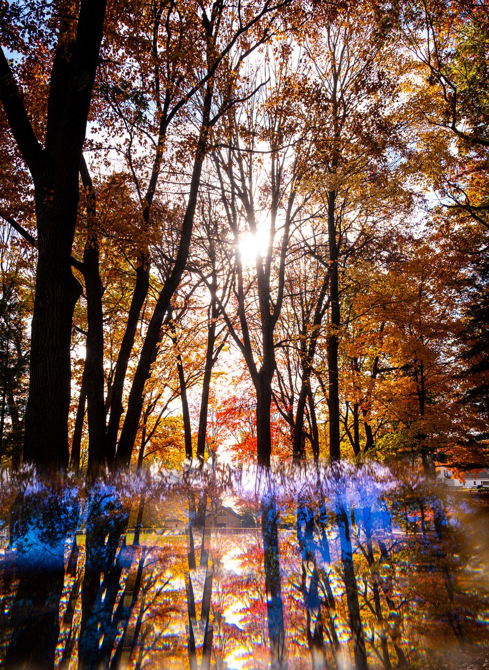 Comparison is the Thief of Joy. - Vitality Photo Creations