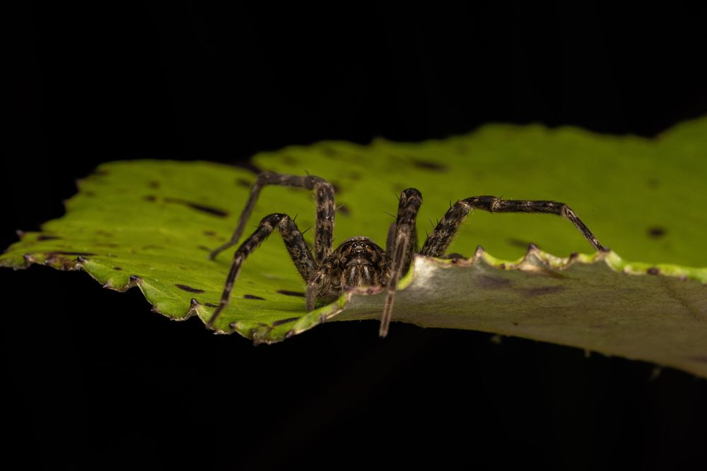 Spider Taxonomy: Eye Placement - Bink Photography
