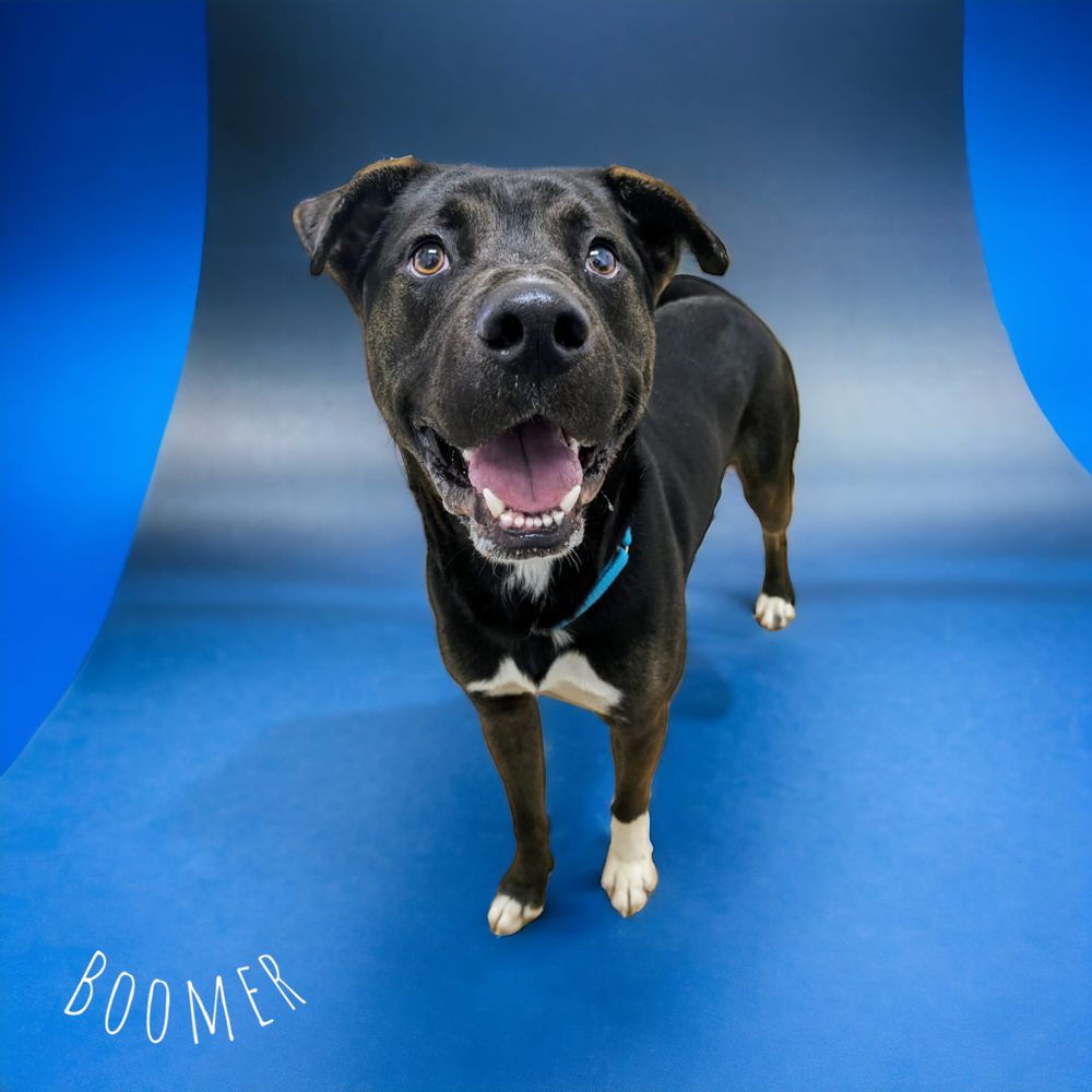 Boomer - Intentional Walk Pet Services