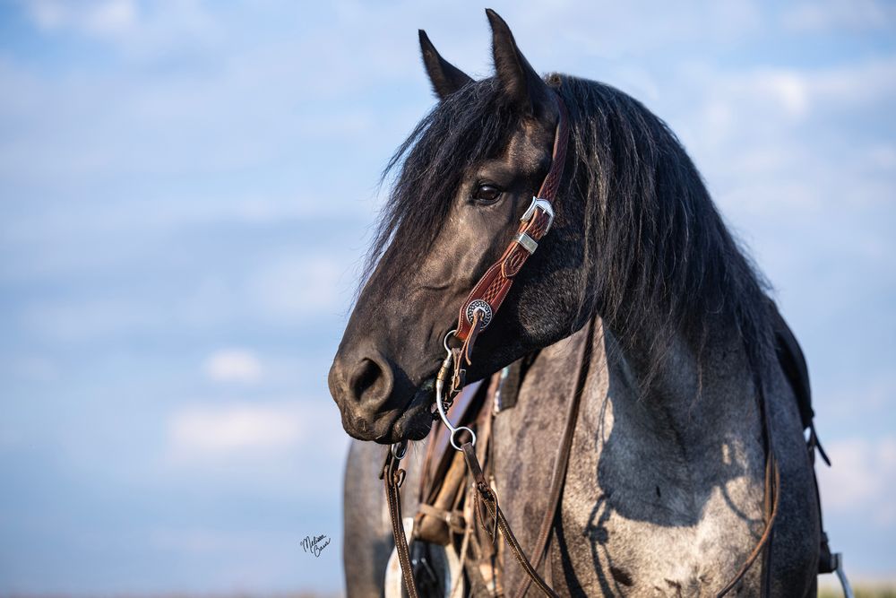 Amos Yoder - Waverly Fall Horse Sale 2025 - Melissa Baus Design - Fine ...