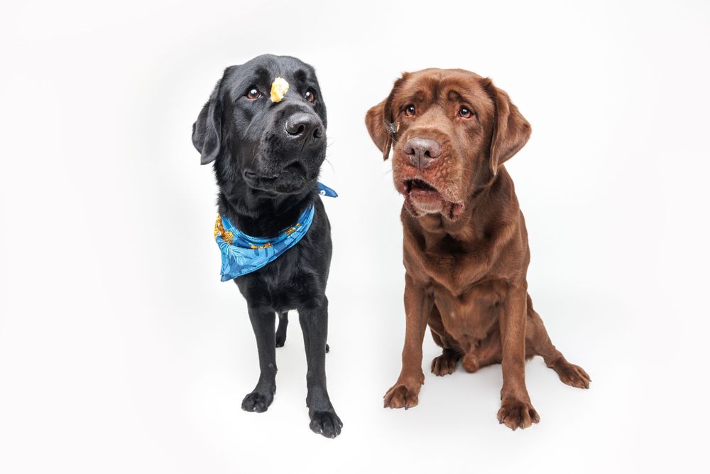 Canine Nutrition: A Guide to Keeping Your Dog Healthy and Happy - Perth ...
