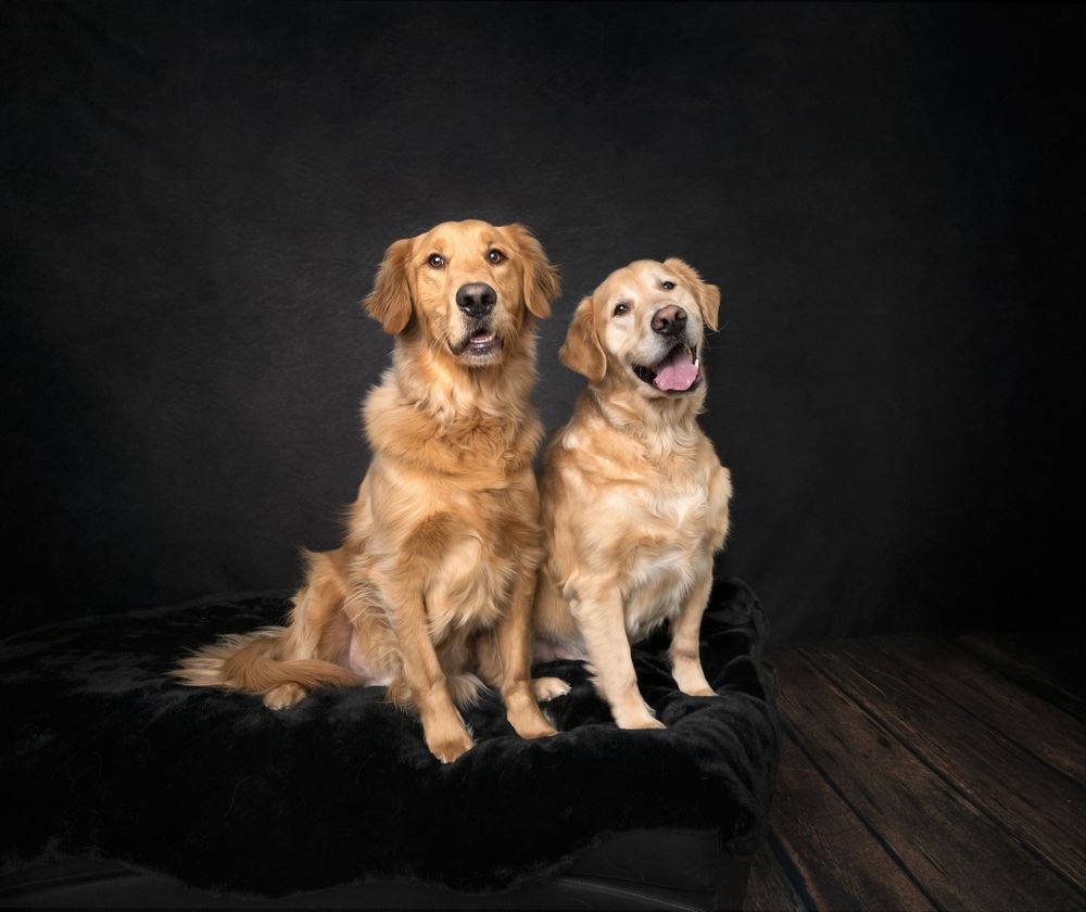 Golden Hearts in the Studio: A Session with Joc & Scout - Waggy Tails ...