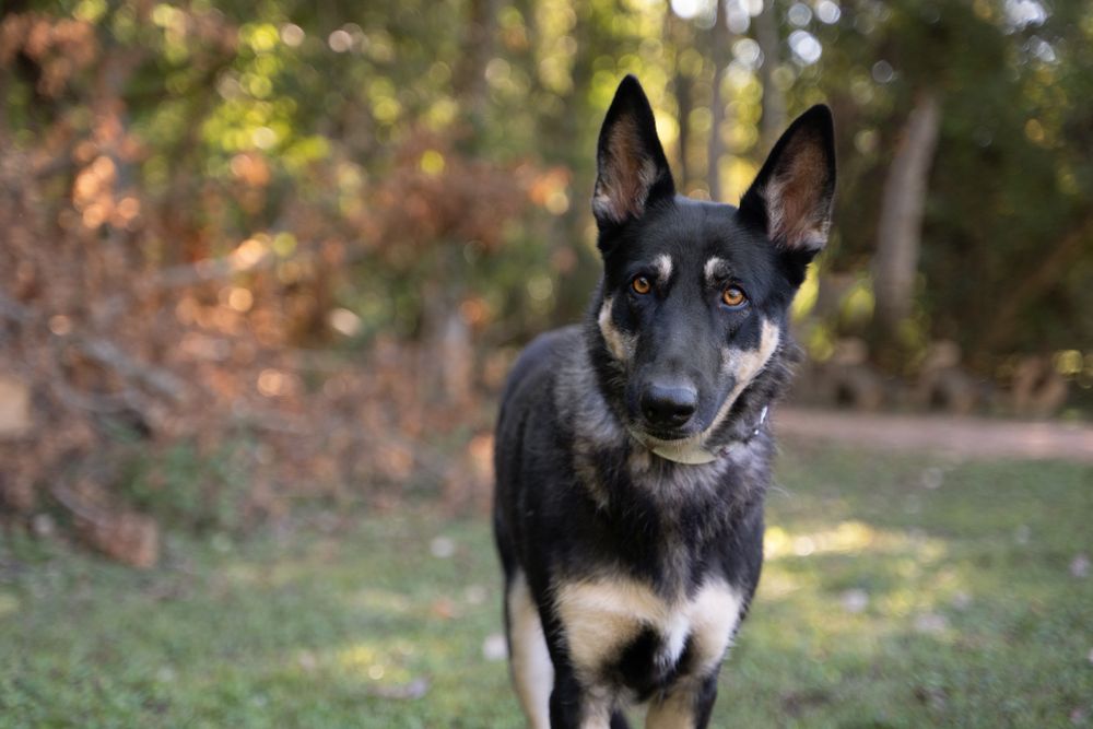 Cell Phone Snapshots vs. Professional Pet Photography - Kelly J. Russo ...