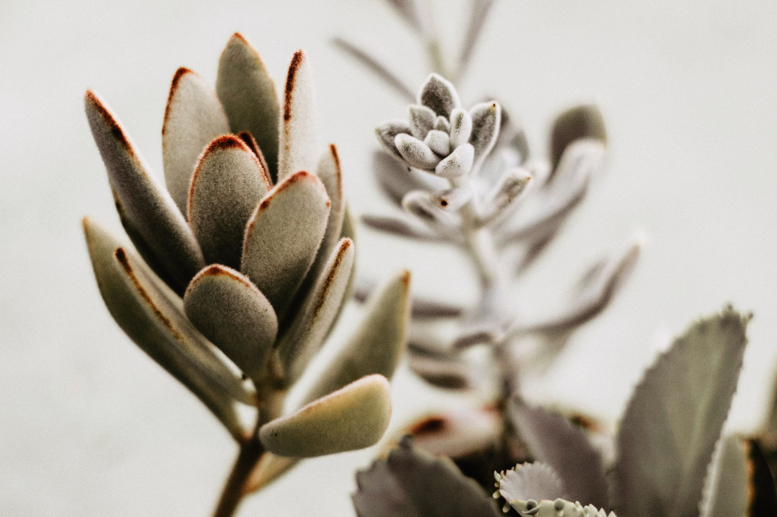 Home - Niada Cradle Photography