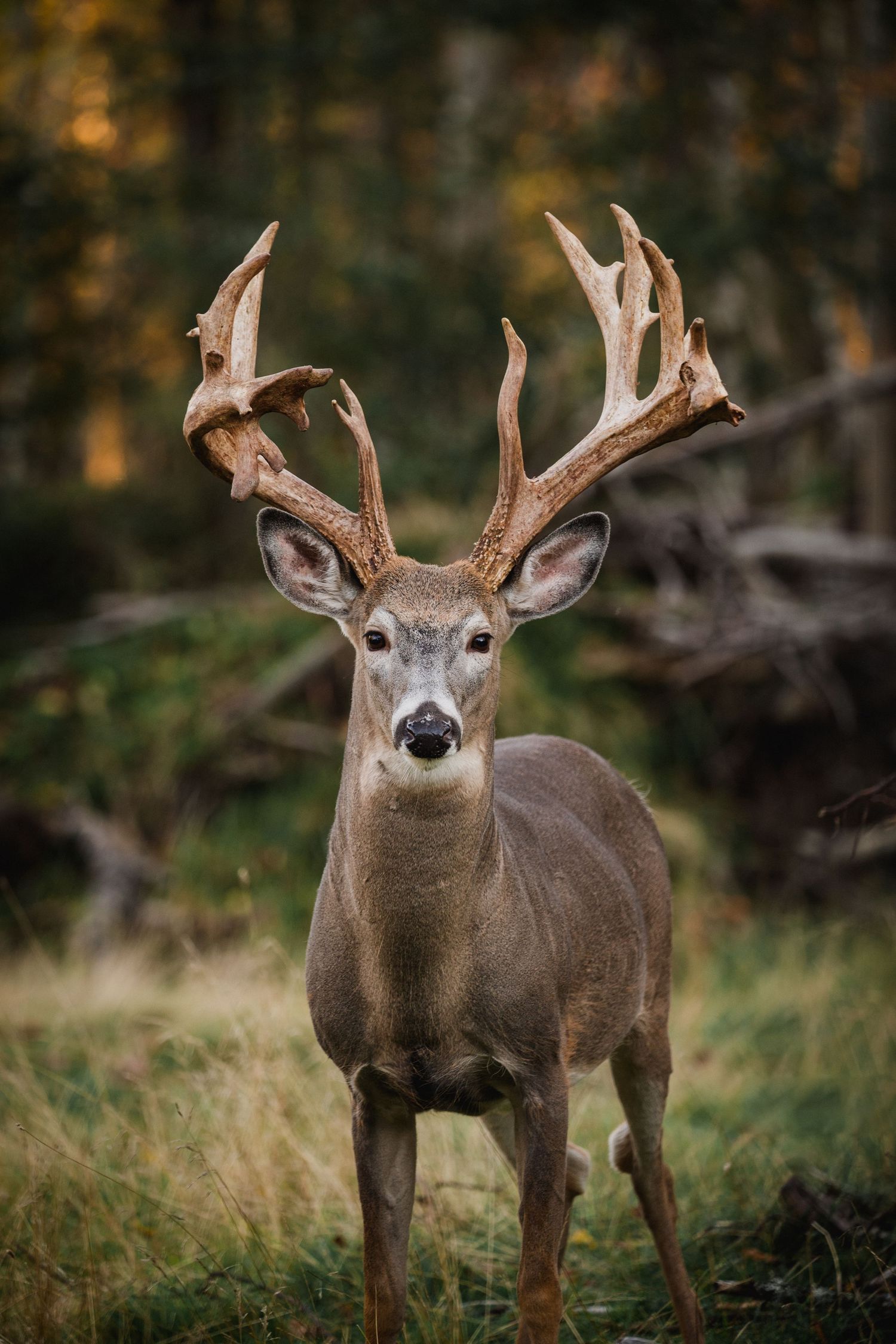 Experience - The Antler Farm
