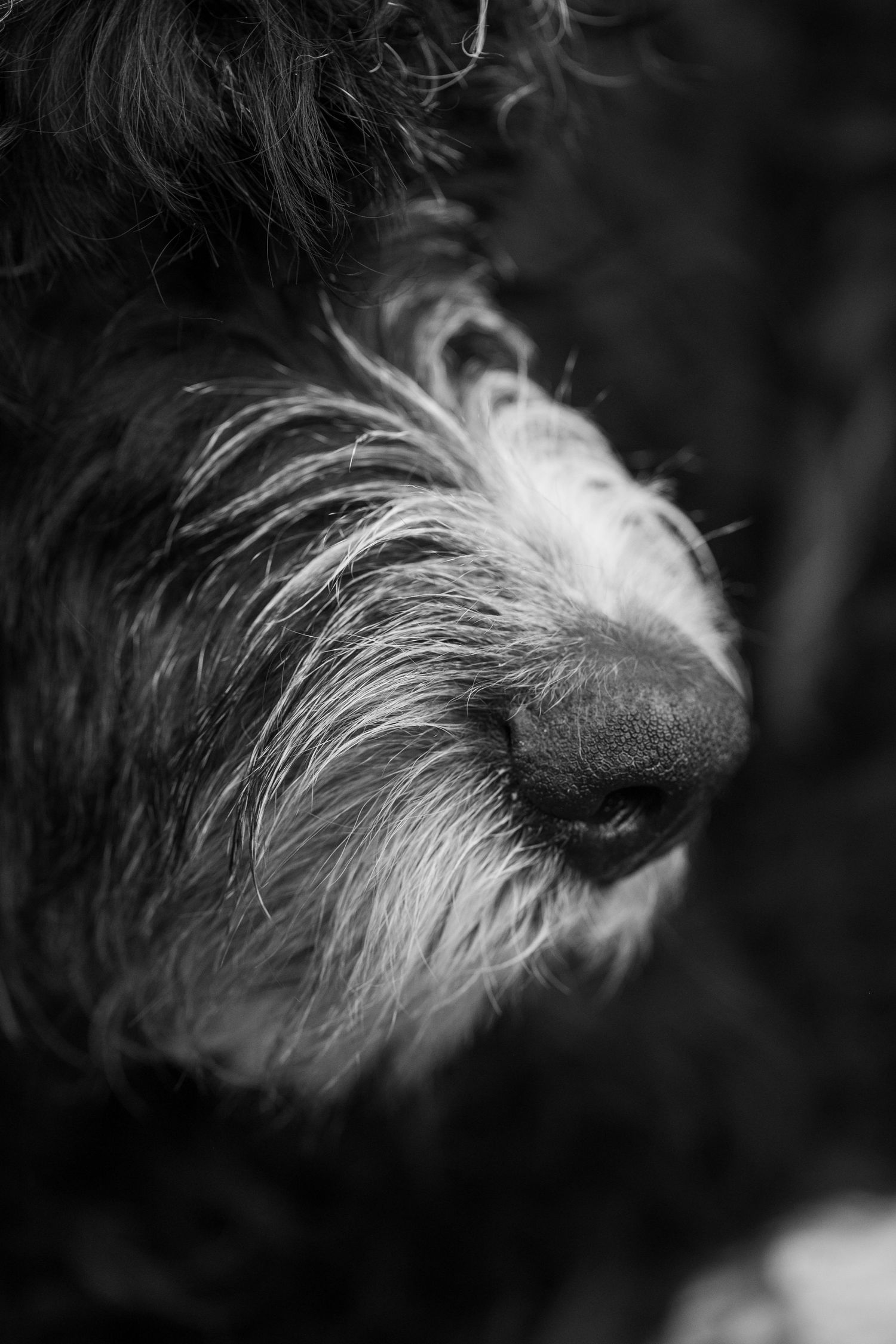 Blu | Pet Portraits | Bucks County, PA - Abide Photo Co. | Tenderly ...