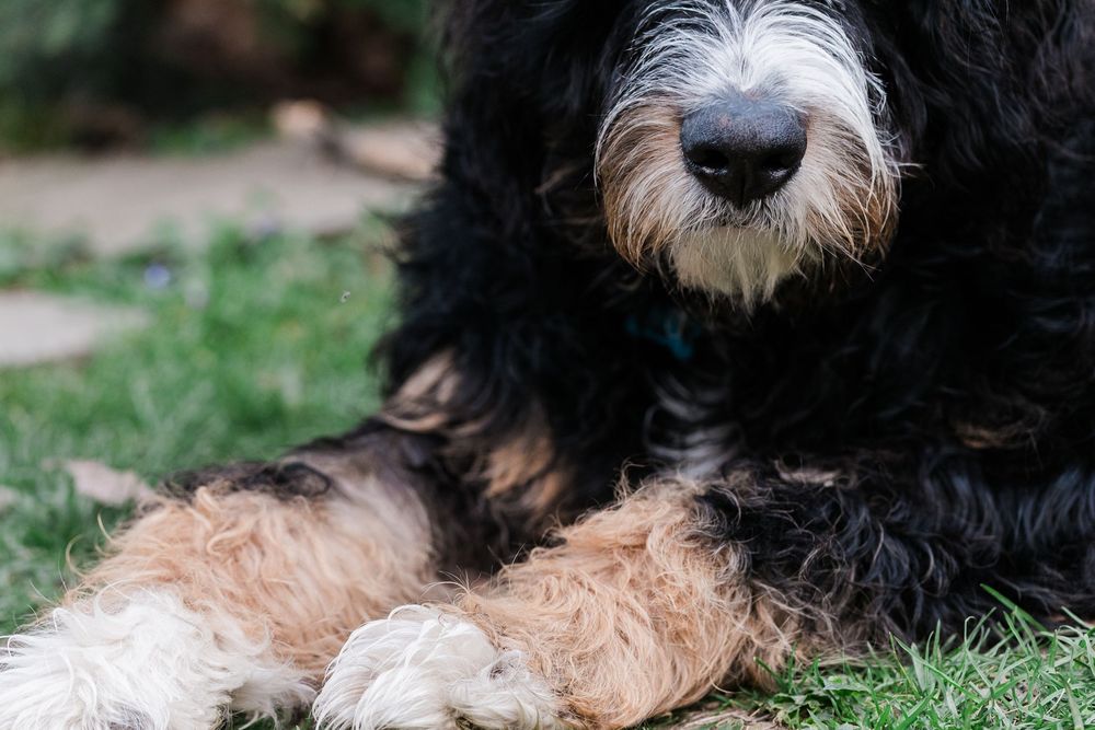 Blu | Pet Portraits | Bucks County, PA - Abide Photo Co.