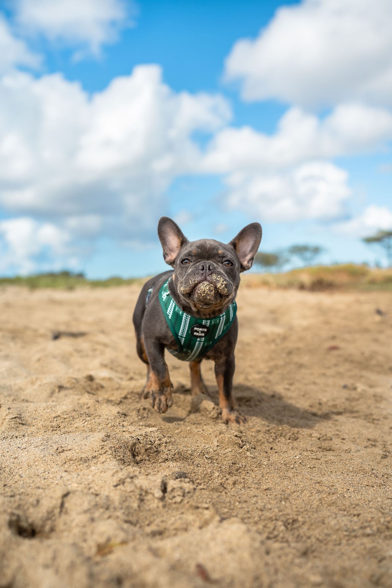 Paws for Portraits LLC