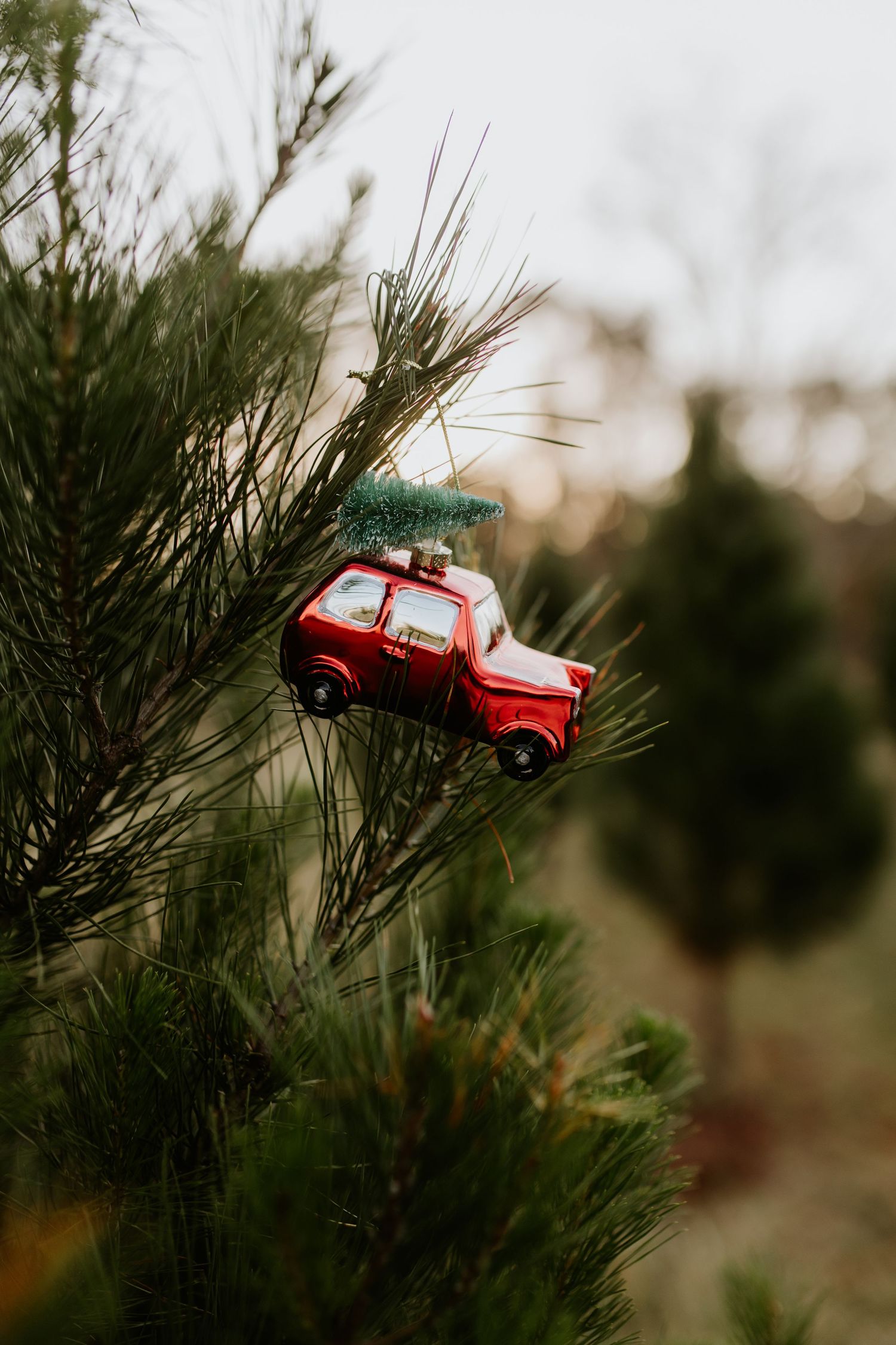 Merry Christmas // Christmas Tree farm mini sessions sydney - Sarah ...