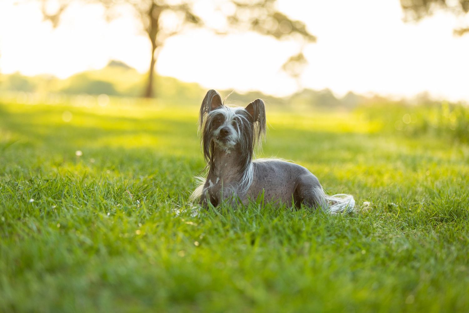 Charlotte’s Best Dog-Friendly Coffee Shops & Patios for a Post-Session ...