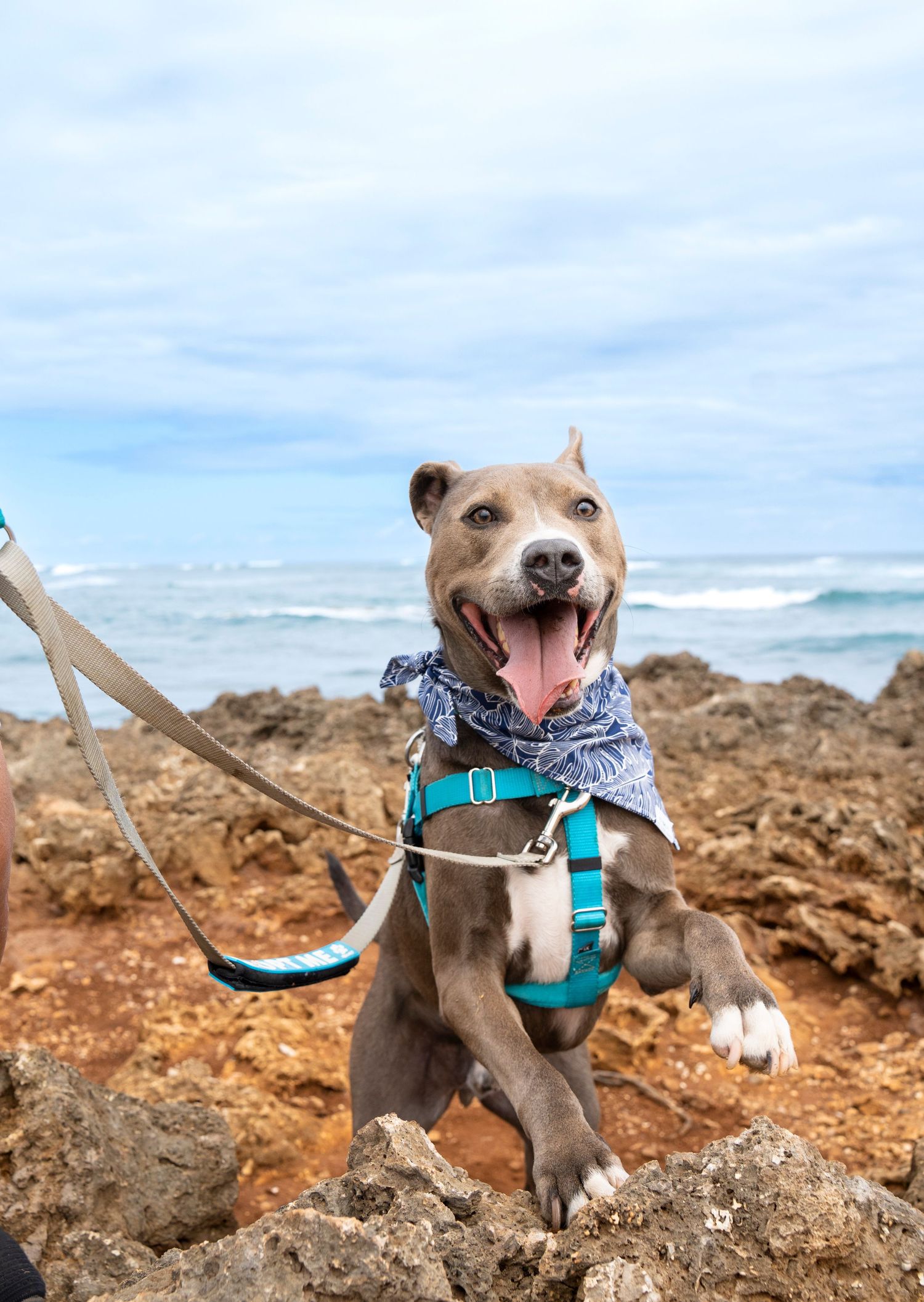 Oahu SPCA and The Pet Hui - Paws for Portraits LLC